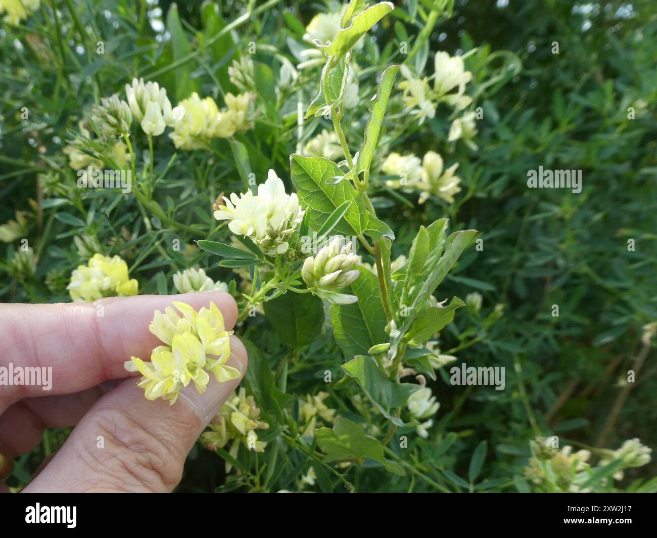 sickle alfalfa (Medicago falcata) Plantae Stock Photo - Alamy
