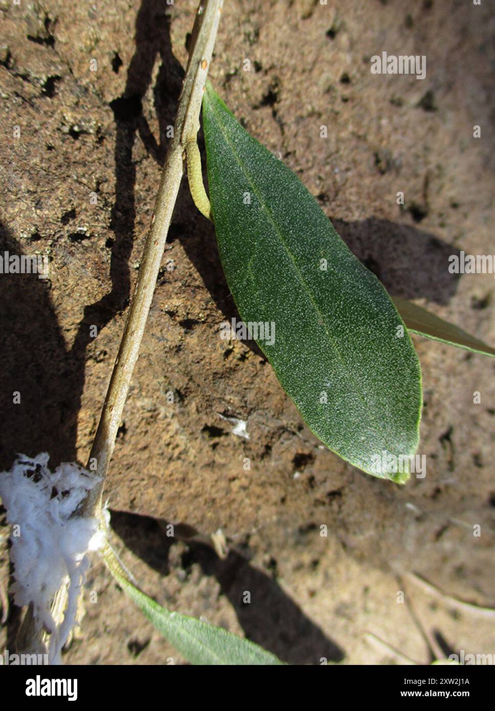 African olive (Olea europaea cuspidata) Plantae Stock Photo - Alamy