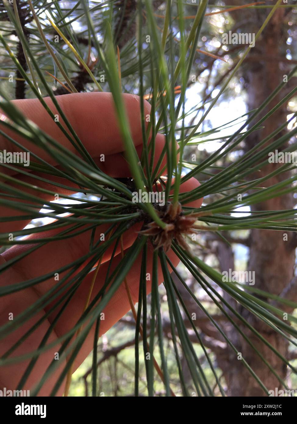 Crimean Pine (Pinus nigra pallasiana) Plantae Stock Photo - Alamy