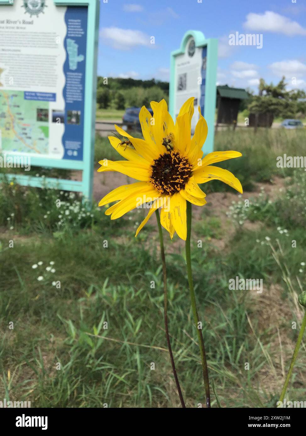 Stiff Sunflower (Helianthus pauciflorus) Plantae Stock Photo - Alamy