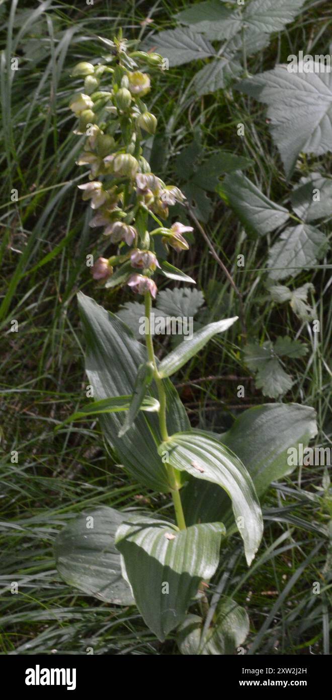 Broad-leaved helleborine (Epipactis helleborine) Plantae Stock Photo - Alamy