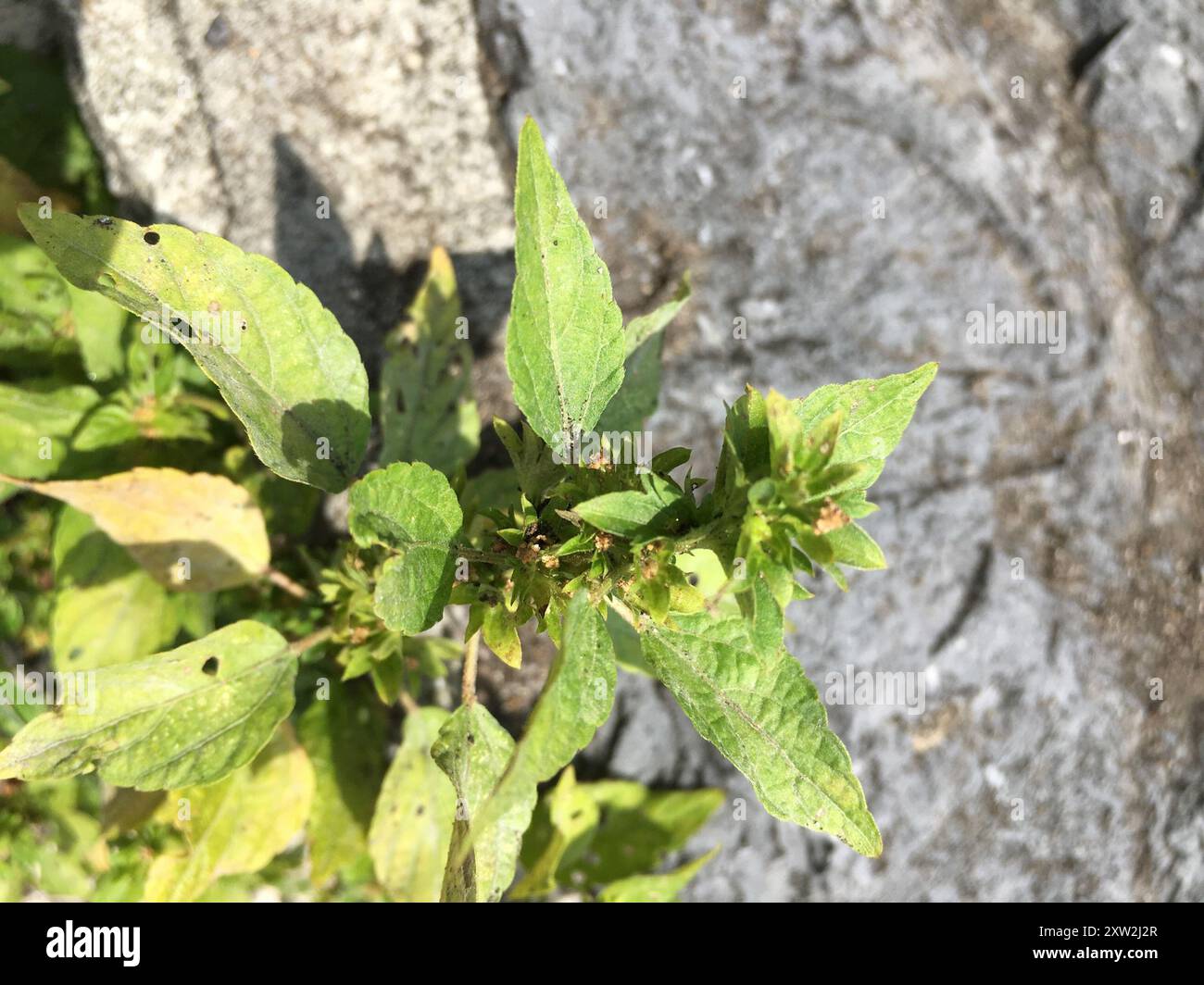 common copperleaf (Acalypha rhomboidea) Plantae Stock Photo - Alamy