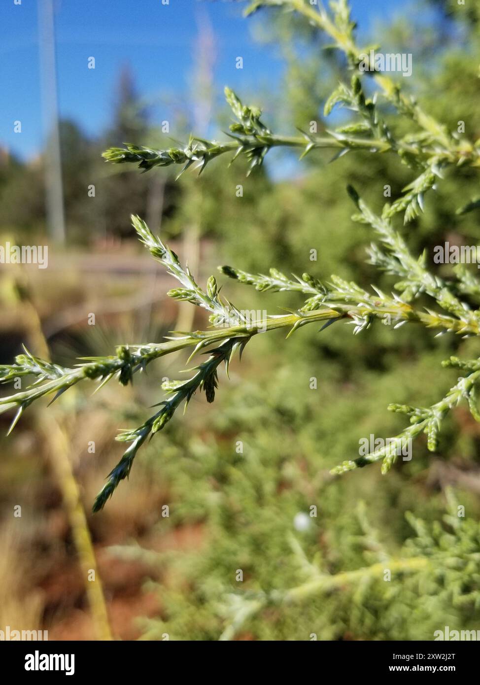 Utah Juniper (Juniperus osteosperma) Plantae Stock Photo - Alamy