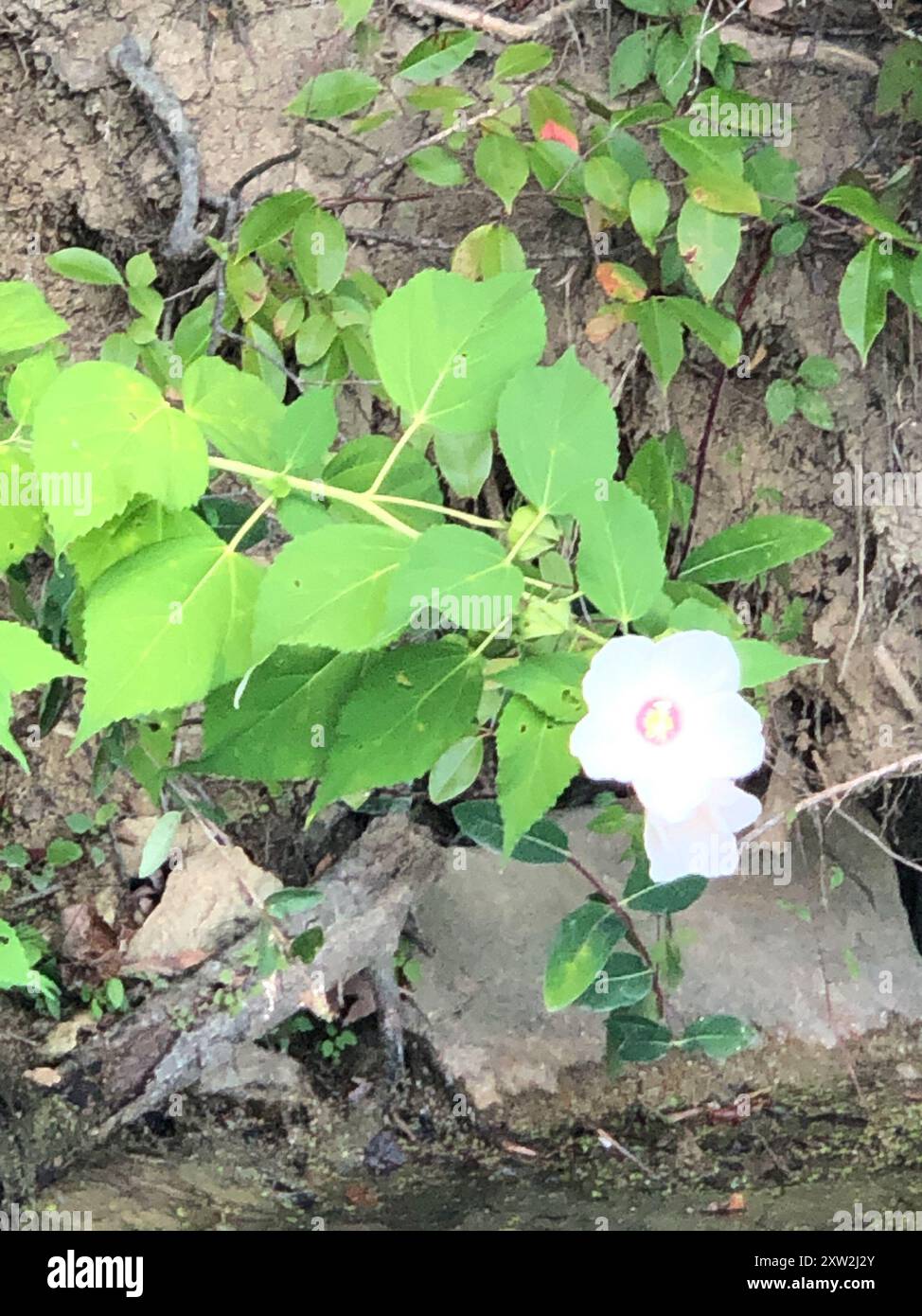 swamp rose mallow (Hibiscus moscheutos) Plantae Stock Photo - Alamy