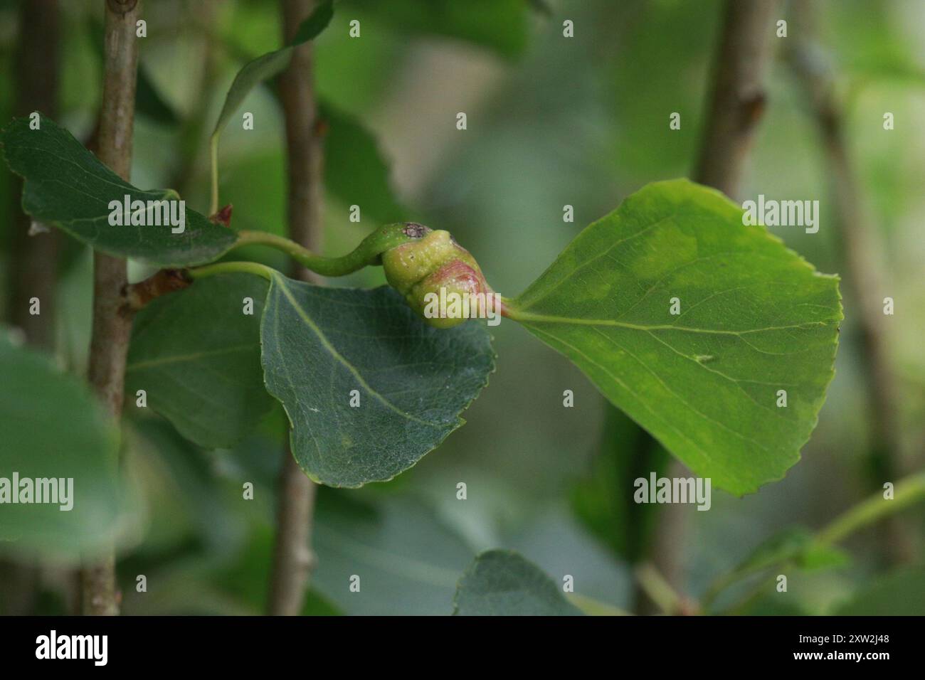 Poplar Spiral Gall Aphid (Pemphigus spyrothecae) Insecta Stock Photo ...
