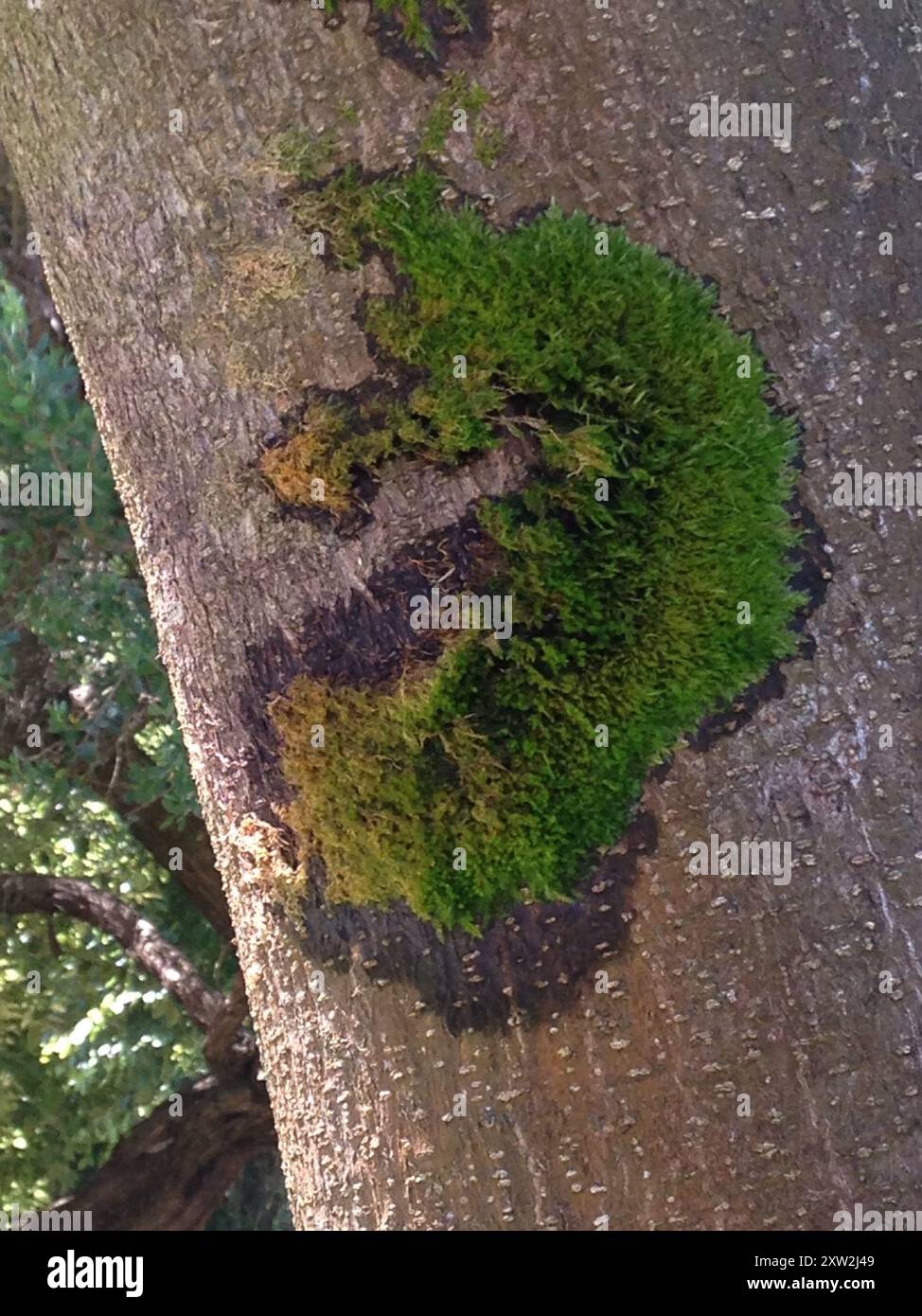 shingle moss (Neckera pennata) Plantae Stock Photo - Alamy