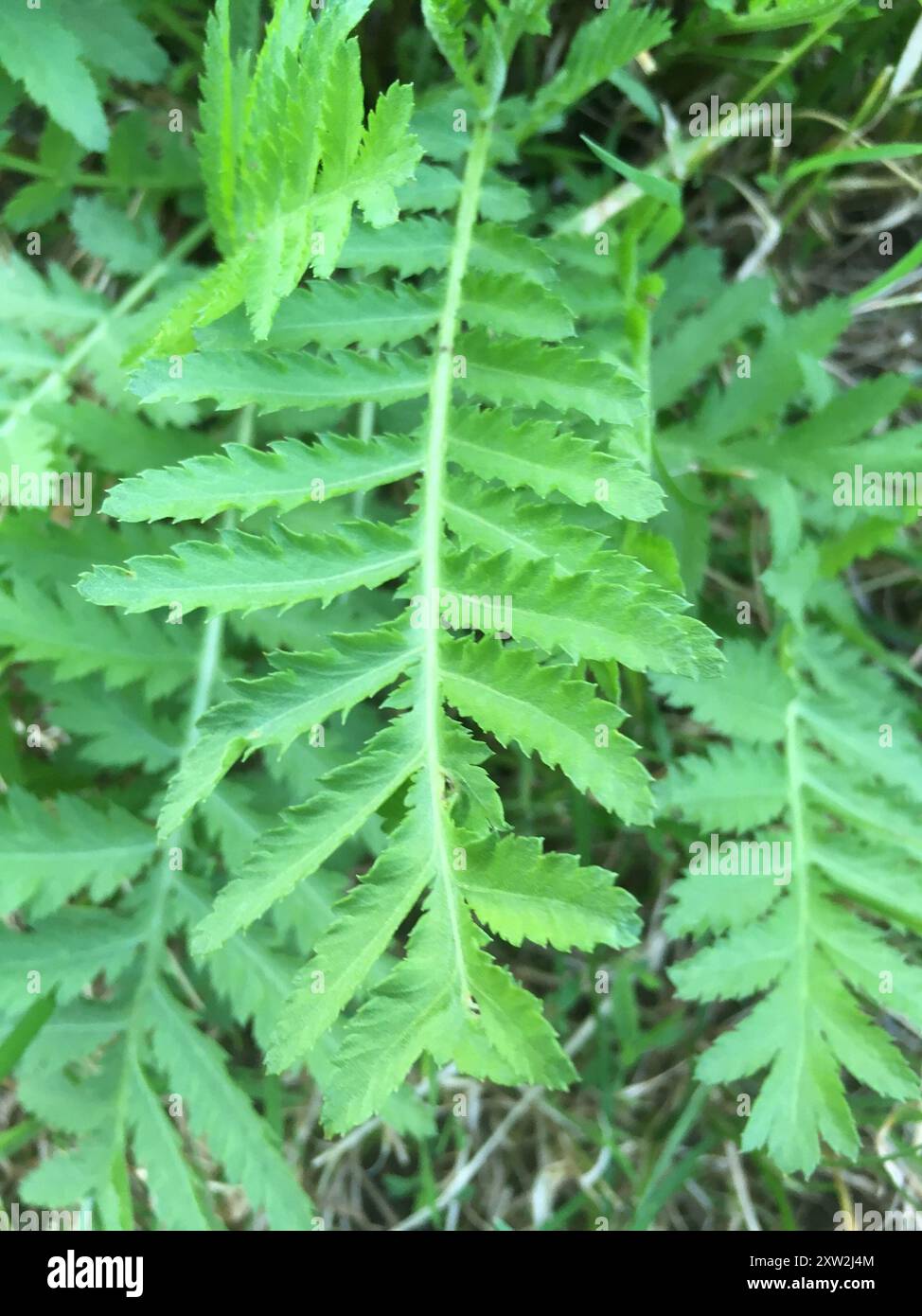 Fern-leaf Yarrow (Achillea filipendulina) Plantae Stock Photo - Alamy