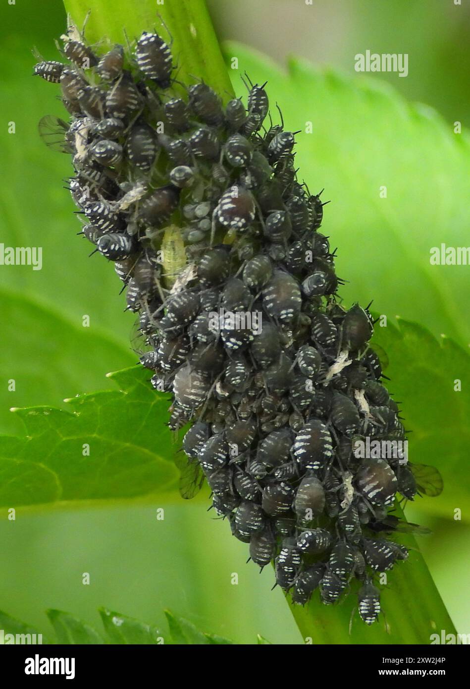 Elder Aphid (Aphis sambuci) Insecta Stock Photo - Alamy