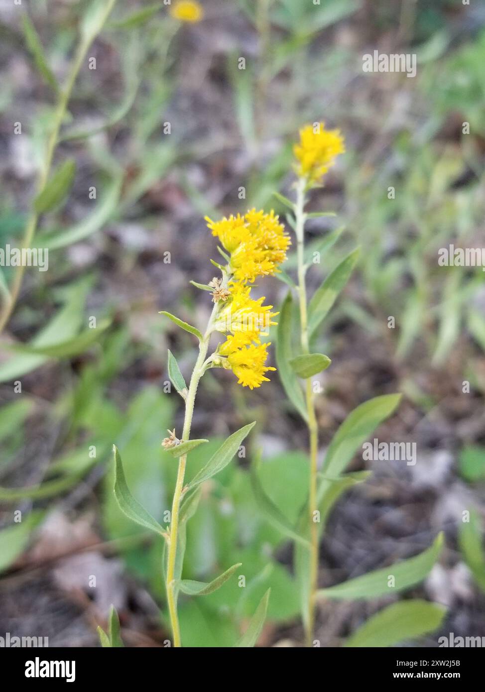 velvety goldenrod (Solidago velutina) Plantae Stock Photo - Alamy