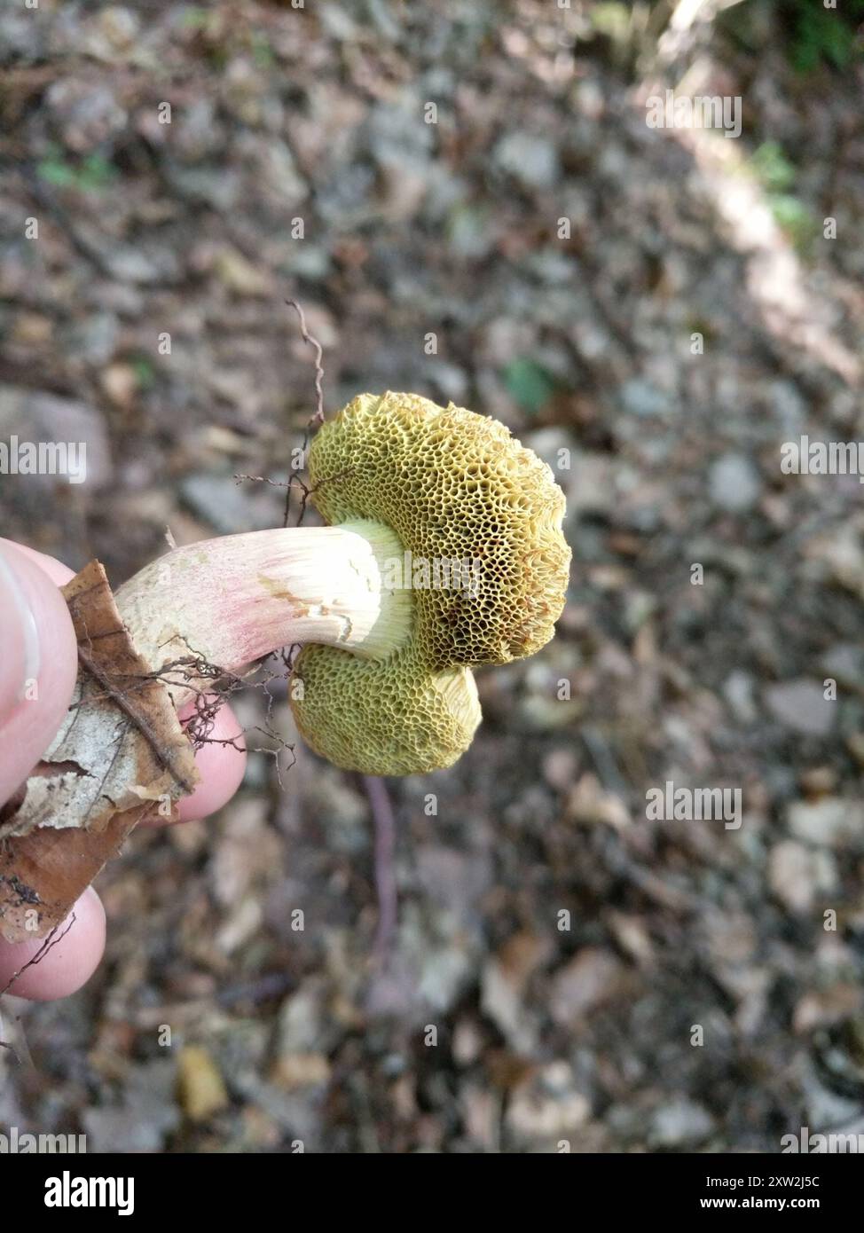 Red-cracking Bolete (Xerocomellus chrysenteron) Fungi Stock Photo - Alamy