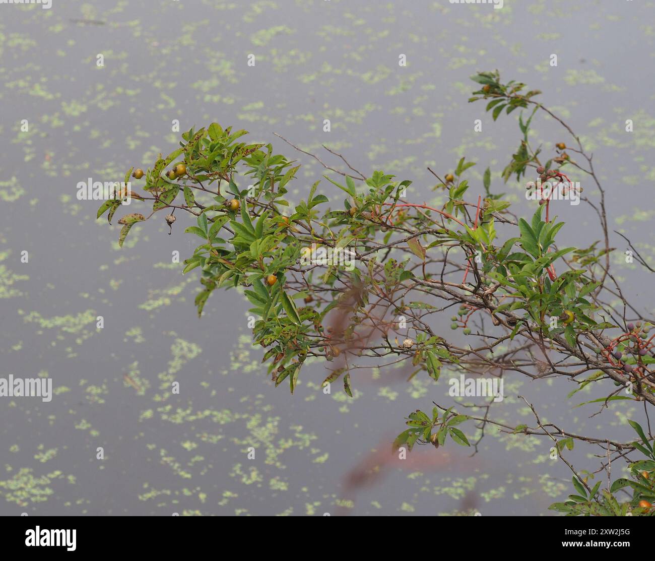 swamp rose (Rosa palustris) Plantae Stock Photo - Alamy