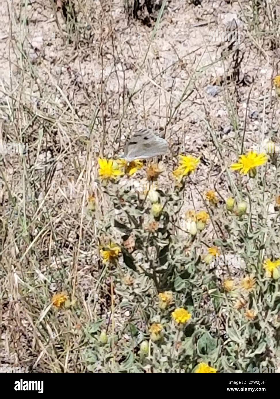 Checkered White (Pontia protodice) Insecta Stock Photo - Alamy