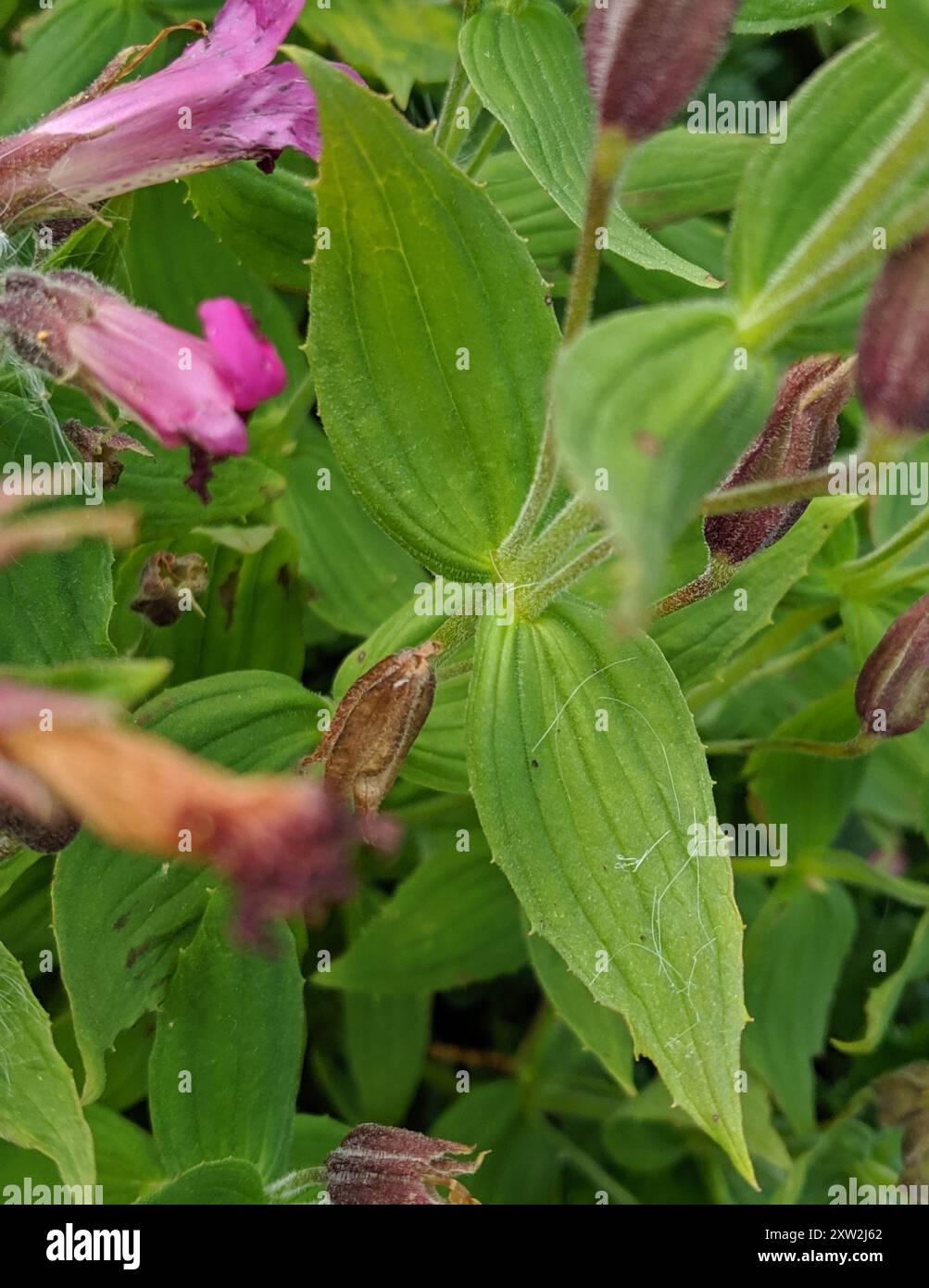 Lewis' monkeyflower (Erythranthe lewisii) Plantae Stock Photo - Alamy