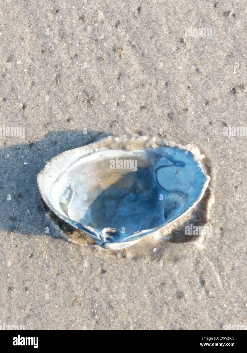 West Atlantic Surfclam (Spisula solidissima) Mollusca Stock Photo - Alamy