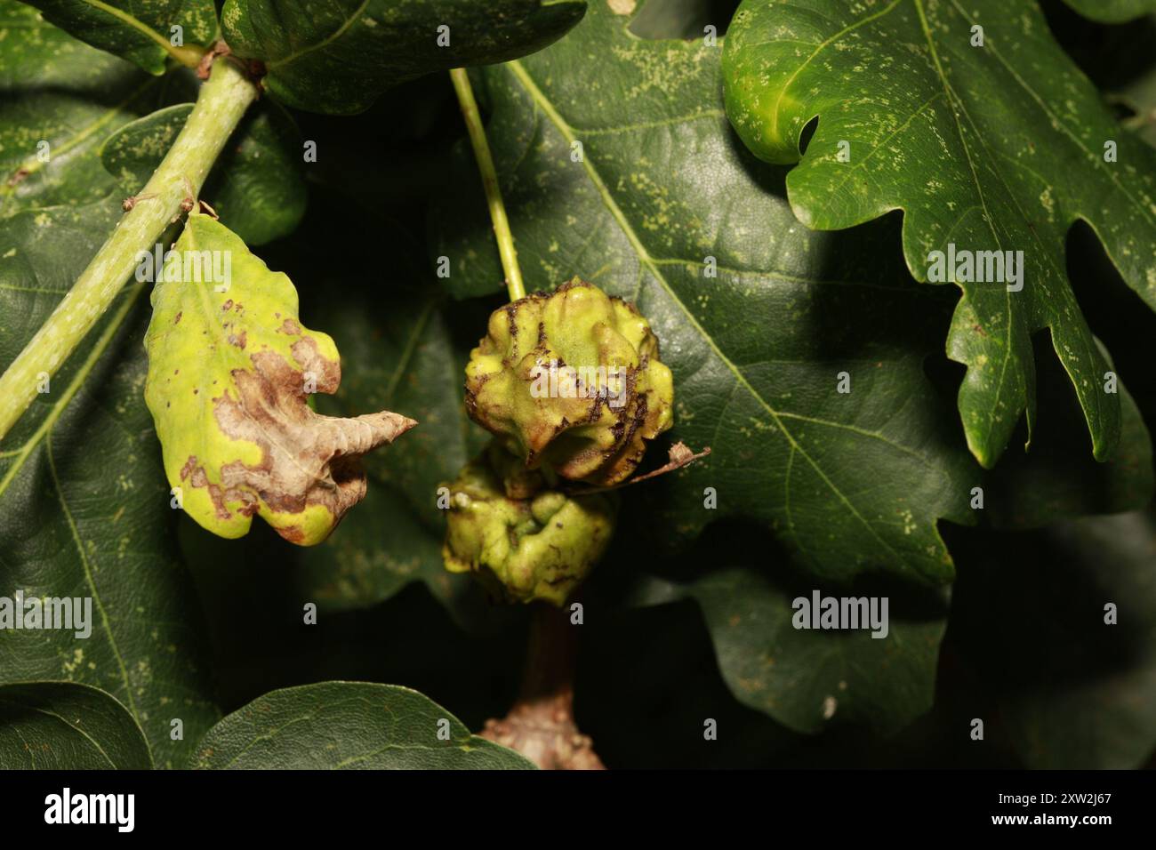 Knopper Gall Wasp (Andricus quercuscalicis) Insecta Stock Photo - Alamy
