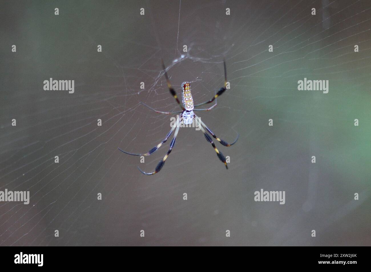 Golden Silk Spider (Trichonephila clavipes) Arachnida Stock Photo - Alamy