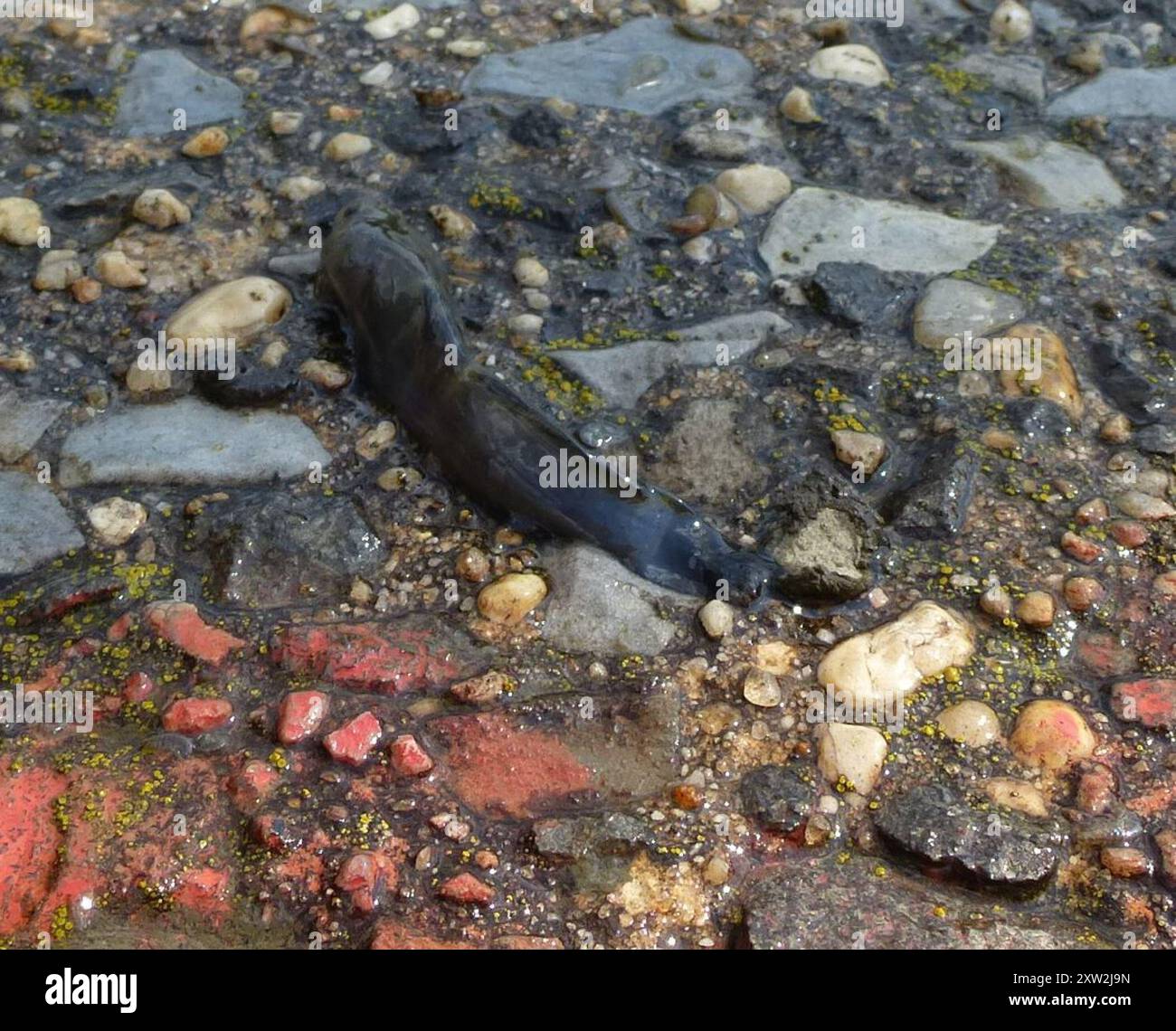 Gobies and allies (Gobioidei) Actinopterygii Stock Photo - Alamy