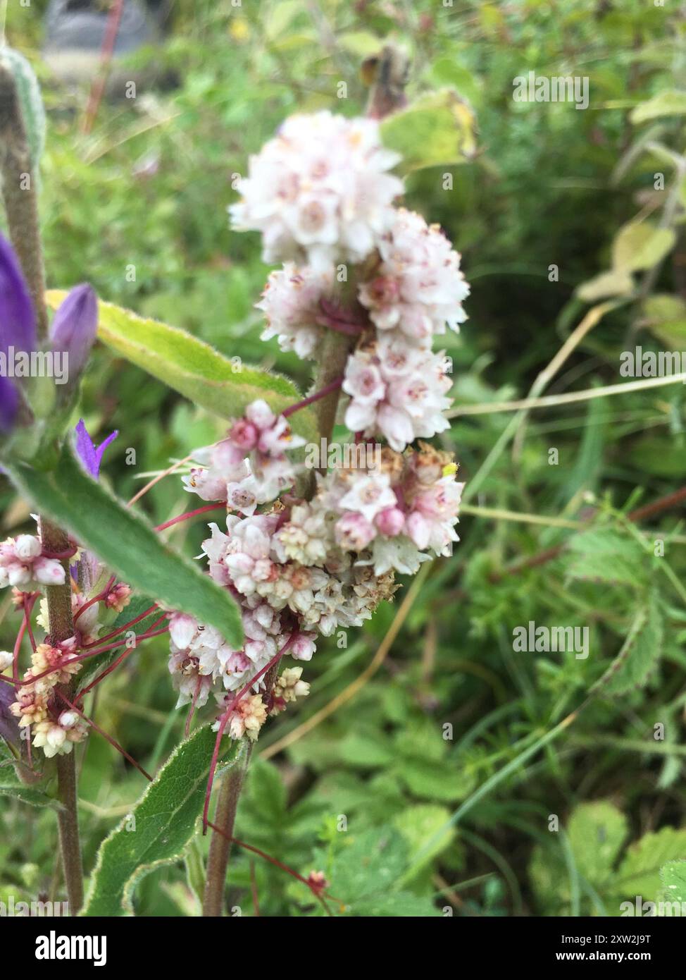 Clover Dodder (Cuscuta epithymum) Plantae Stock Photo - Alamy