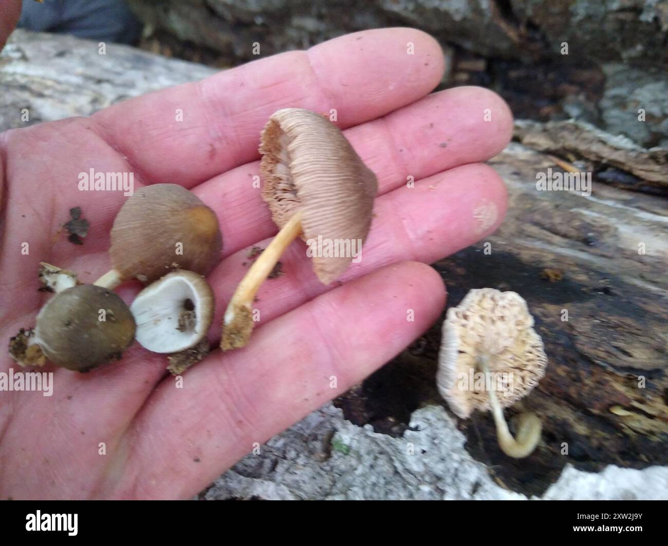 Pleated Pluteus (Pluteus longistriatus) Fungi Stock Photo - Alamy
