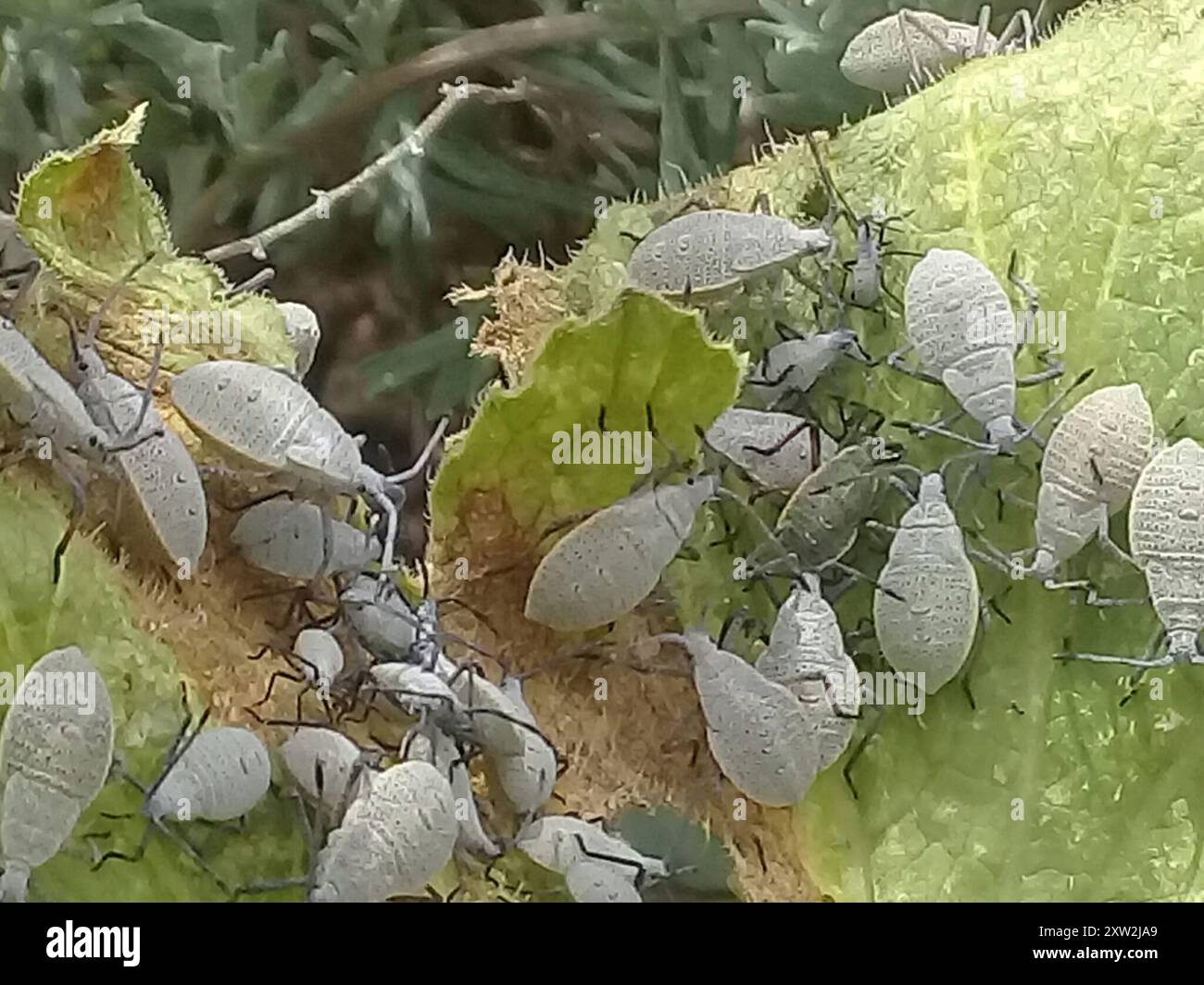 Squash Bug (Anasa tristis) Insecta Stock Photo - Alamy