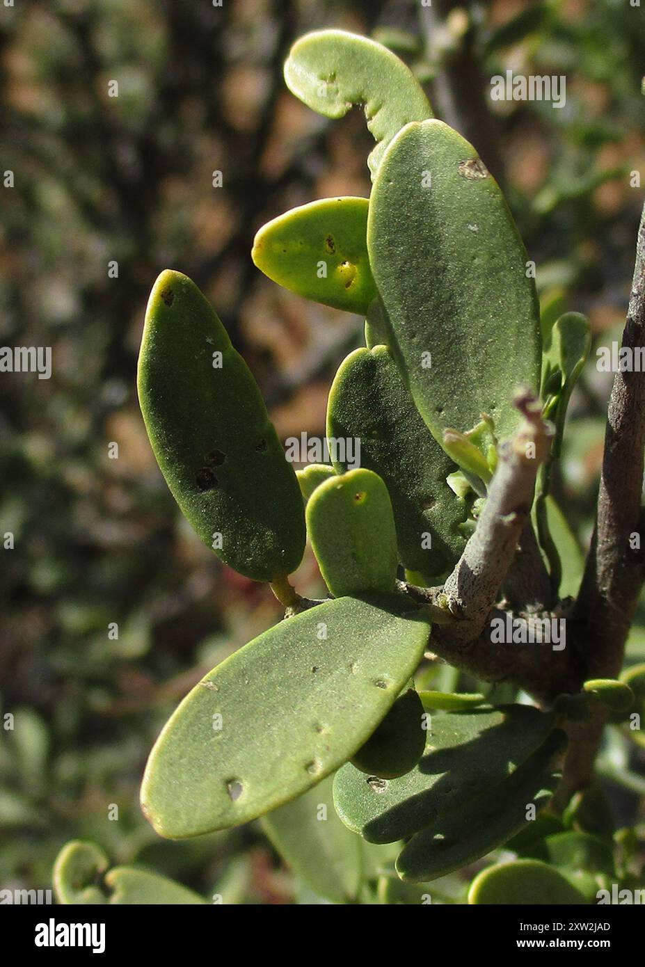 Grey-Leaved Worm Bush (Cadaba termitaria) Plantae Stock Photo - Alamy