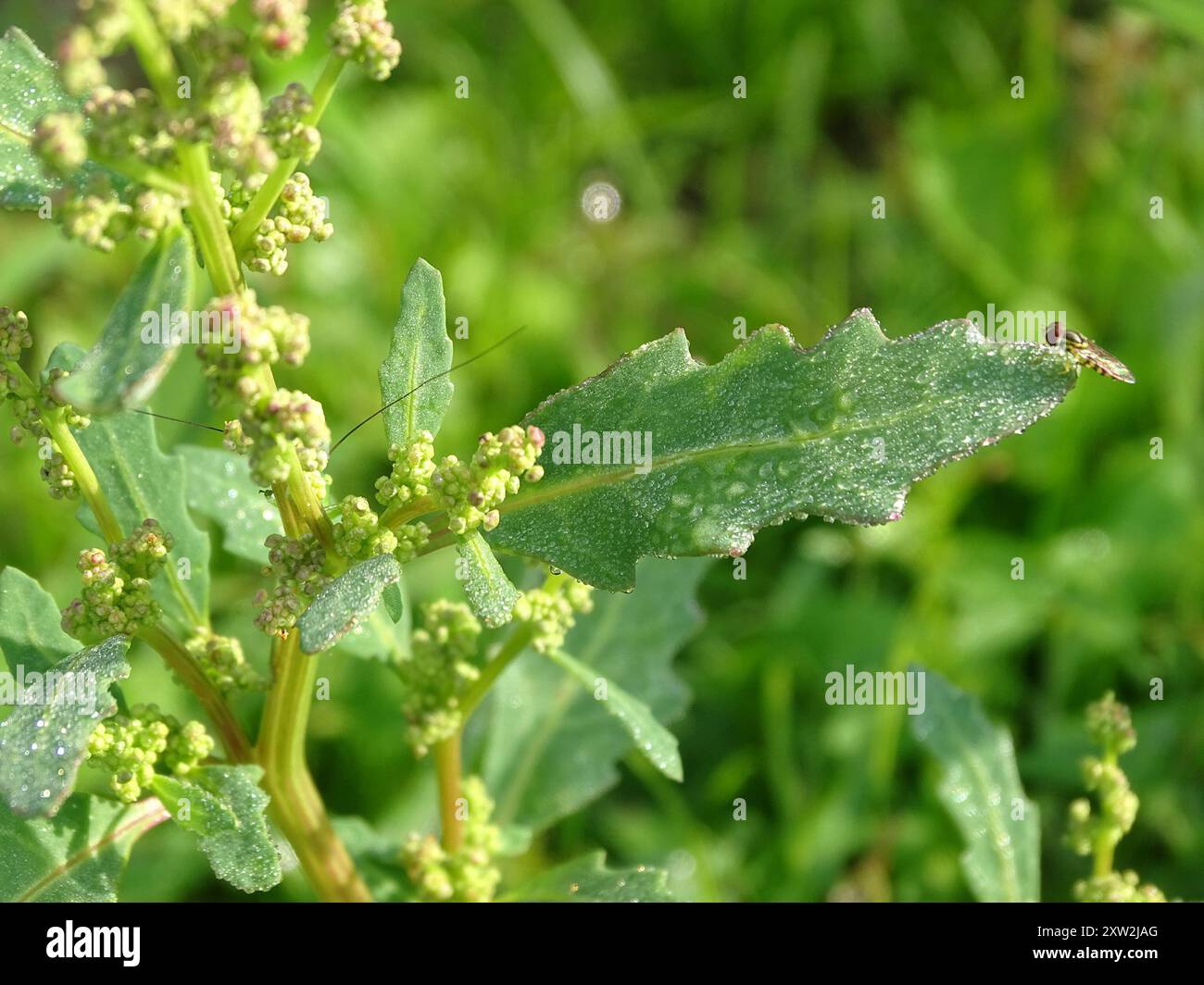 oak-leaved goosefoot (Oxybasis glauca) Plantae Stock Photo - Alamy