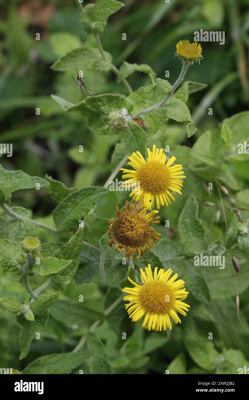 Common Fleabane (Pulicaria dysenterica) Plantae Stock Photo - Alamy