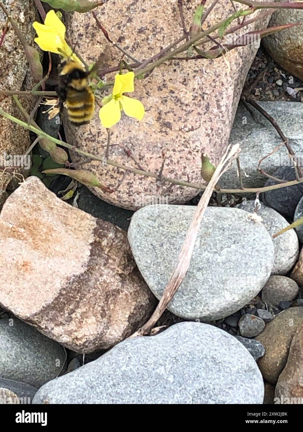 Jointed Charlock (Raphanus raphanistrum) Plantae Stock Photo - Alamy