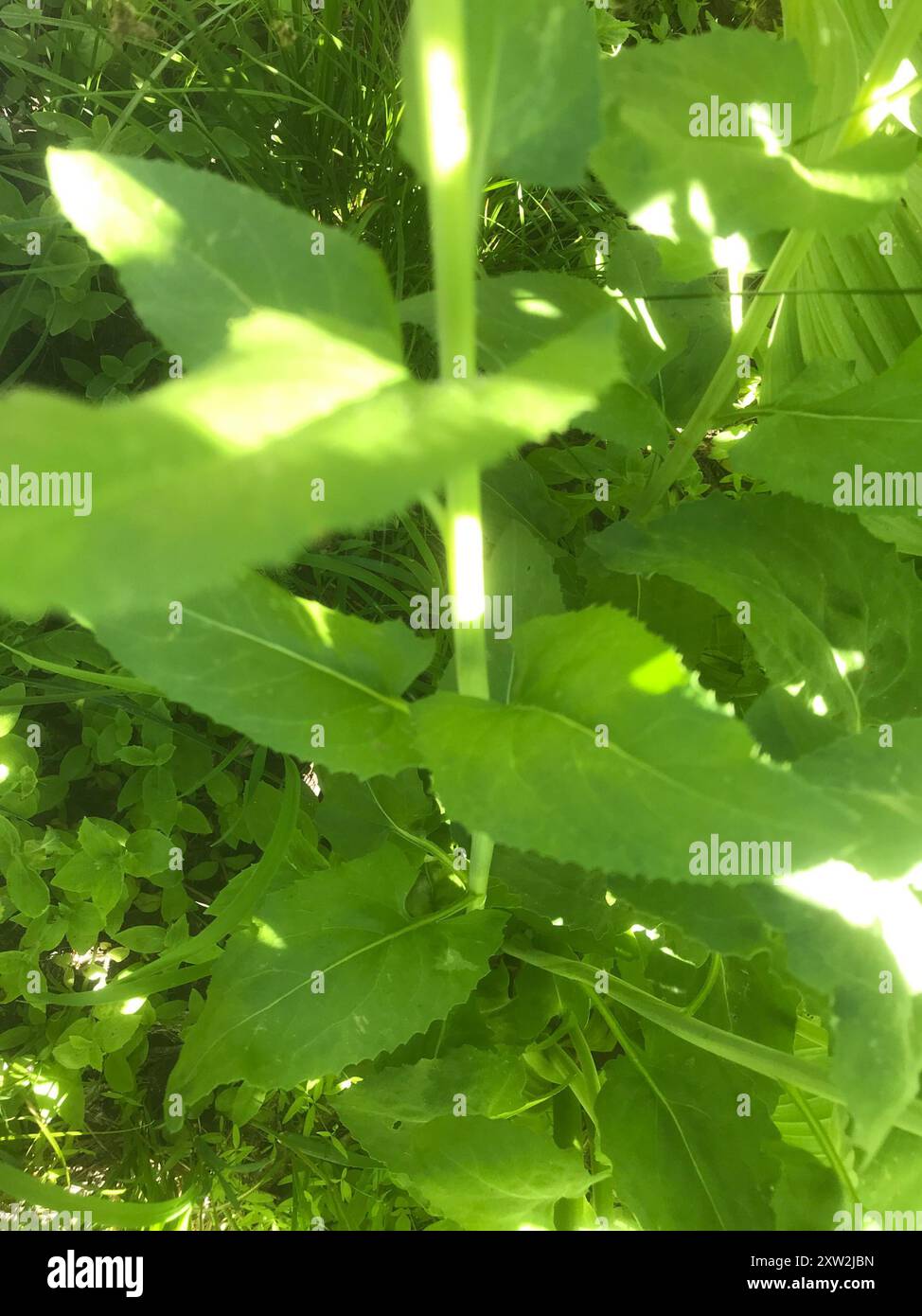 Arrowleaf Senecio (Senecio triangularis) Plantae Stock Photo - Alamy