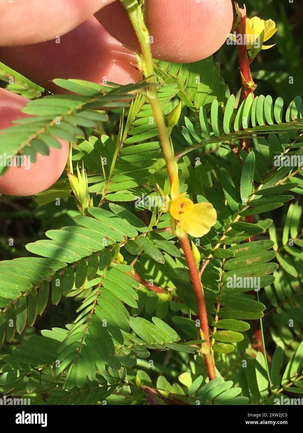 sensitive pea (Chamaecrista nictitans) Plantae Stock Photo - Alamy
