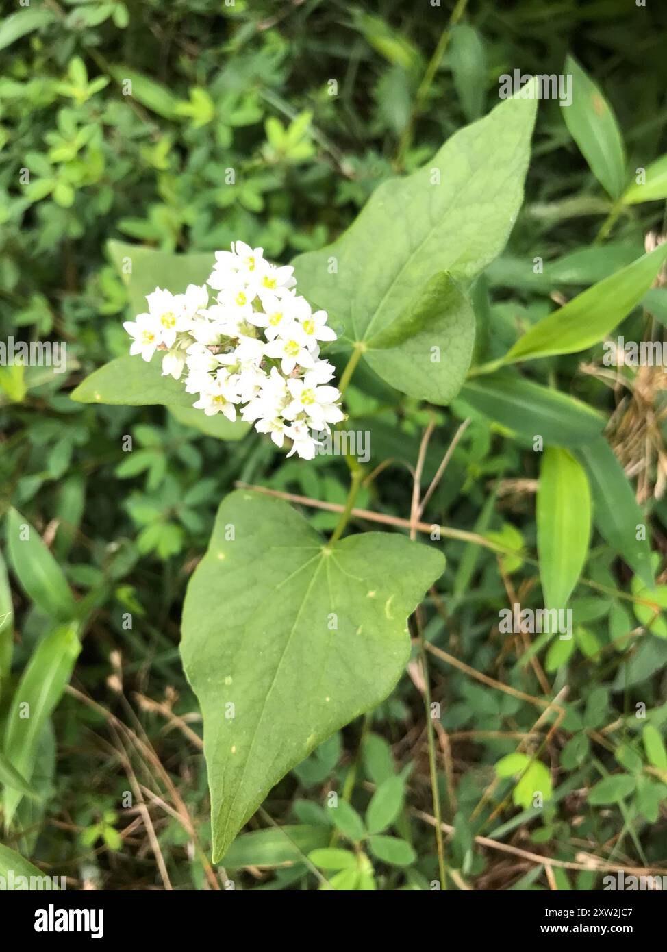 Common Buckwheat (Fagopyrum esculentum) Plantae Stock Photo - Alamy