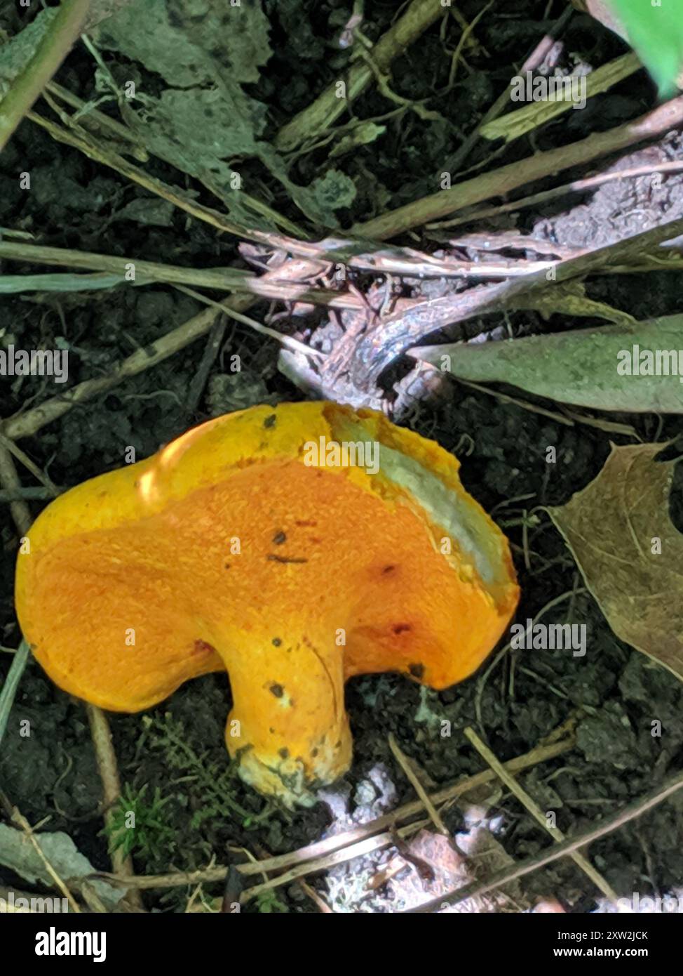 lobster mushroom (Hypomyces lactifluorum) Fungi Stock Photo - Alamy