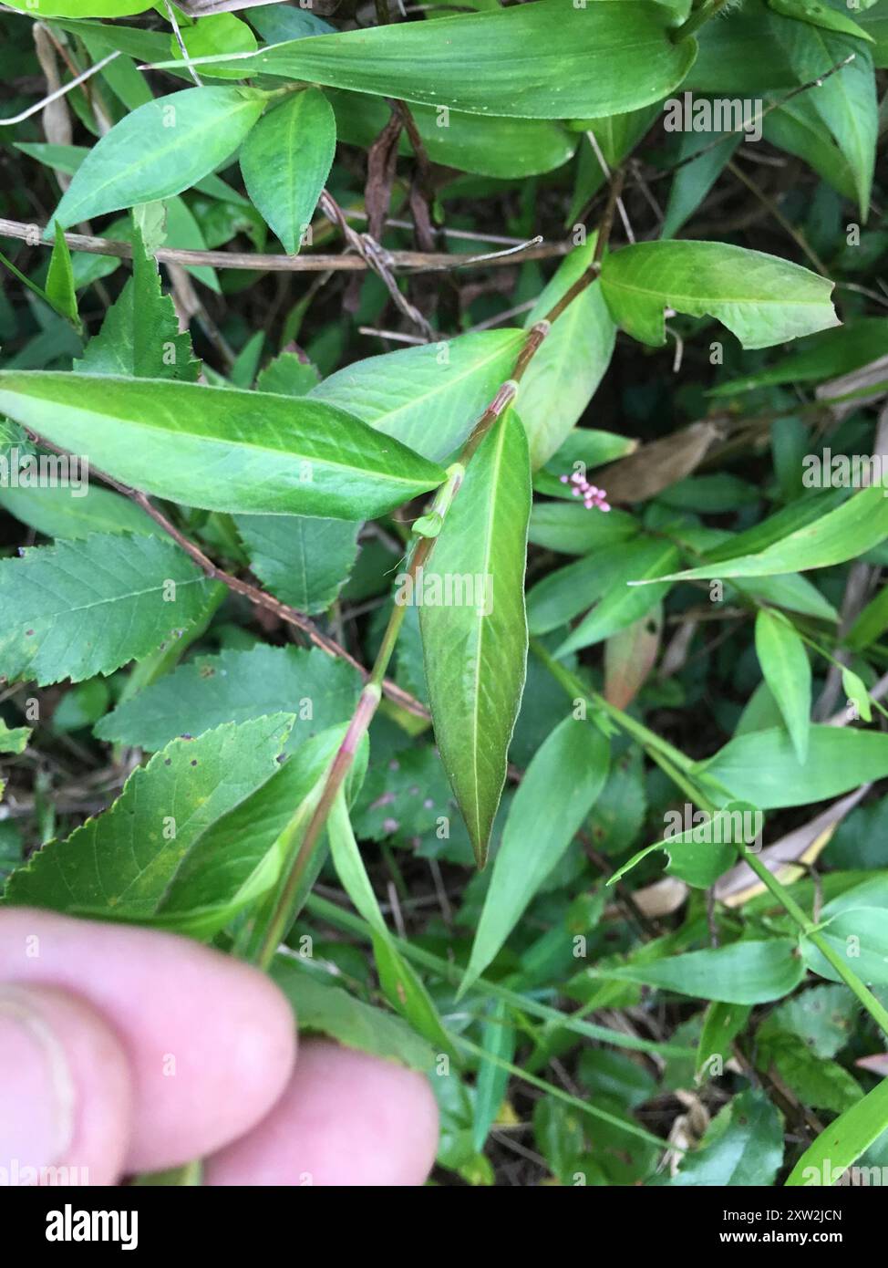 low smartweed (Persicaria longiseta) Plantae Stock Photo - Alamy
