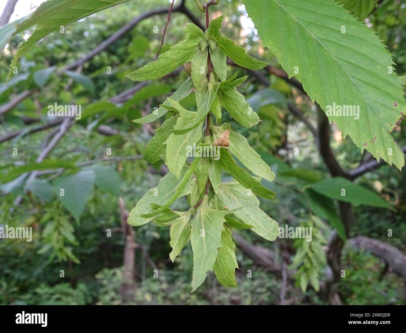 American hornbeam (Carpinus caroliniana) Plantae Stock Photo - Alamy