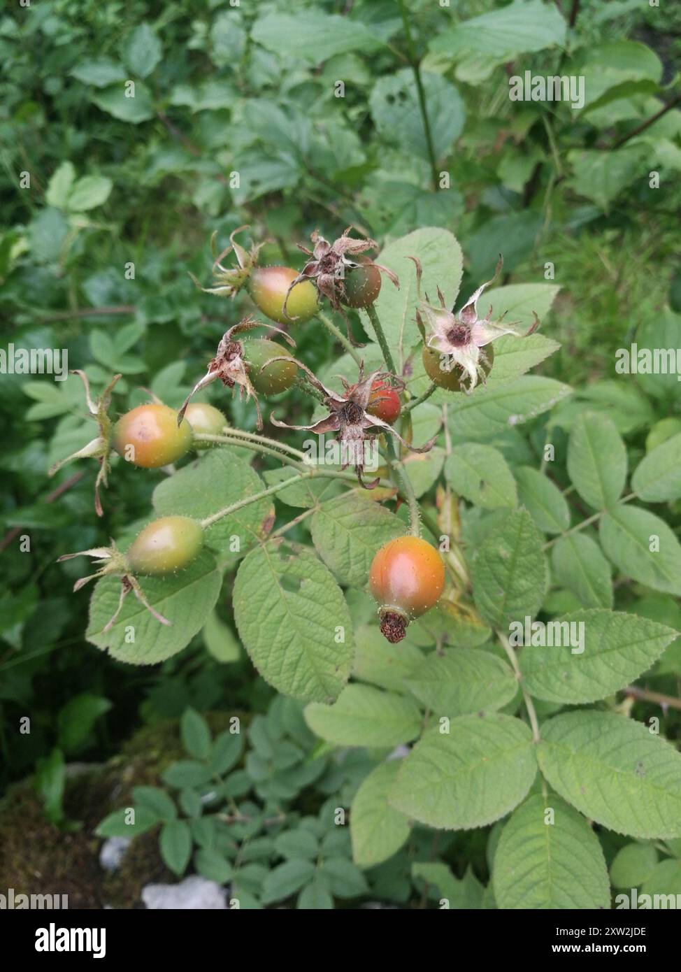 Harsh Downy-rose (Rosa tomentosa) Plantae Stock Photo - Alamy