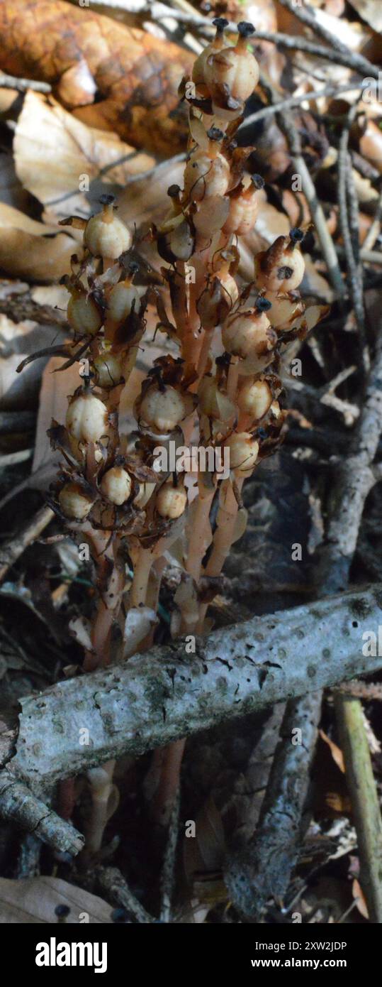 pinesap (Monotropa hypopitys) Plantae Stock Photo - Alamy
