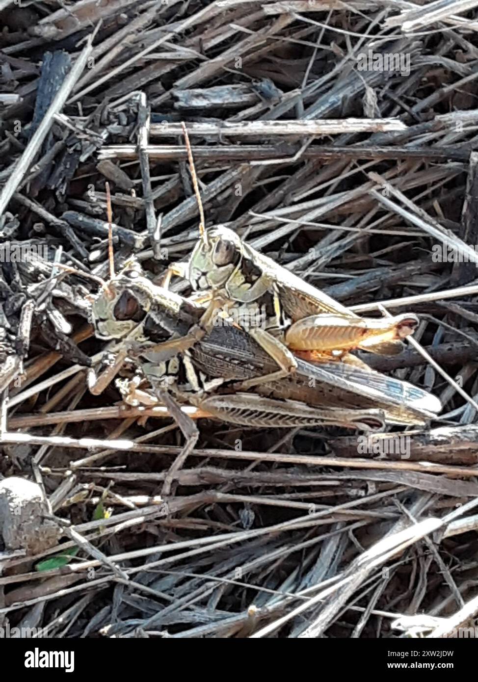 North American Spur-throated Grasshoppers (Melanoplus) Insecta Stock ...