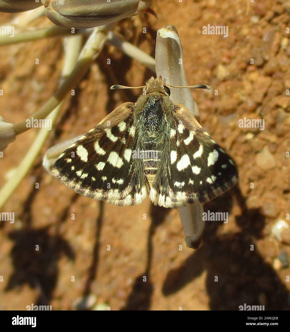 Mountain Sandman (Spialia spio) Insecta Stock Photo - Alamy