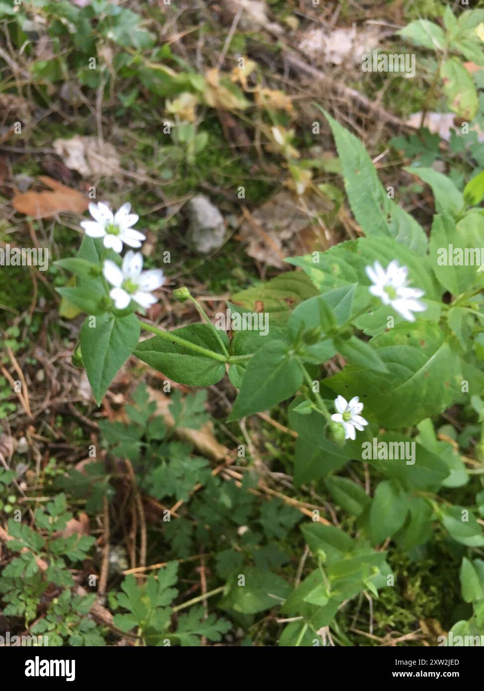 Water Chickweed (Stellaria aquatica) Plantae Stock Photo - Alamy