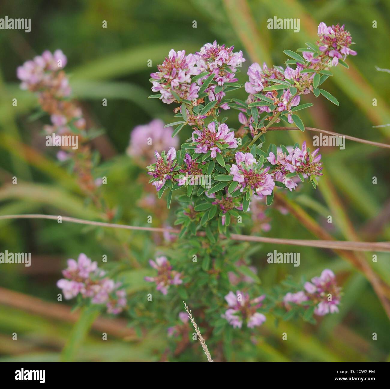 slender bush clover (Lespedeza virginica) Plantae Stock Photo - Alamy