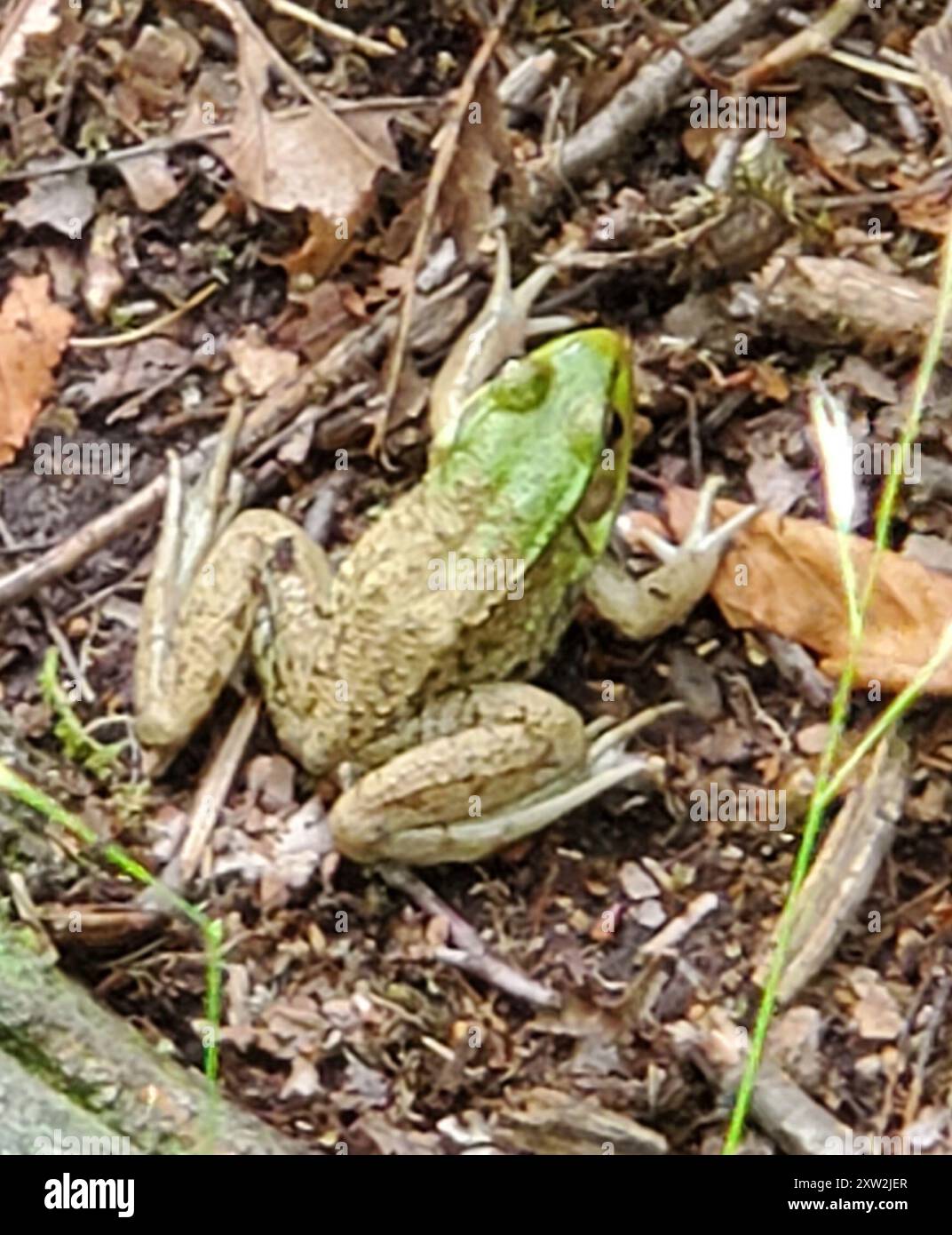 Green Frog (Lithobates clamitans) Amphibia Stock Photo - Alamy