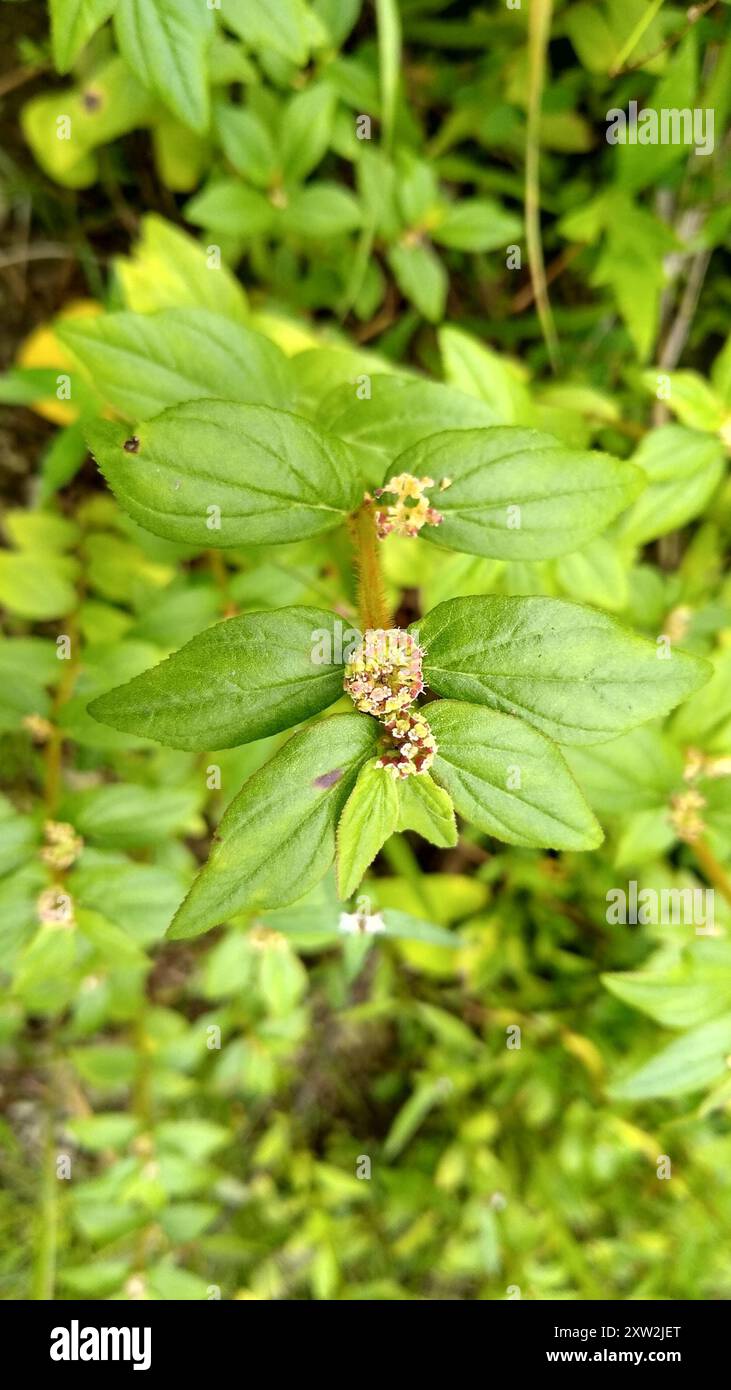 Asthma plant (Euphorbia hirta) Plantae Stock Photo - Alamy
