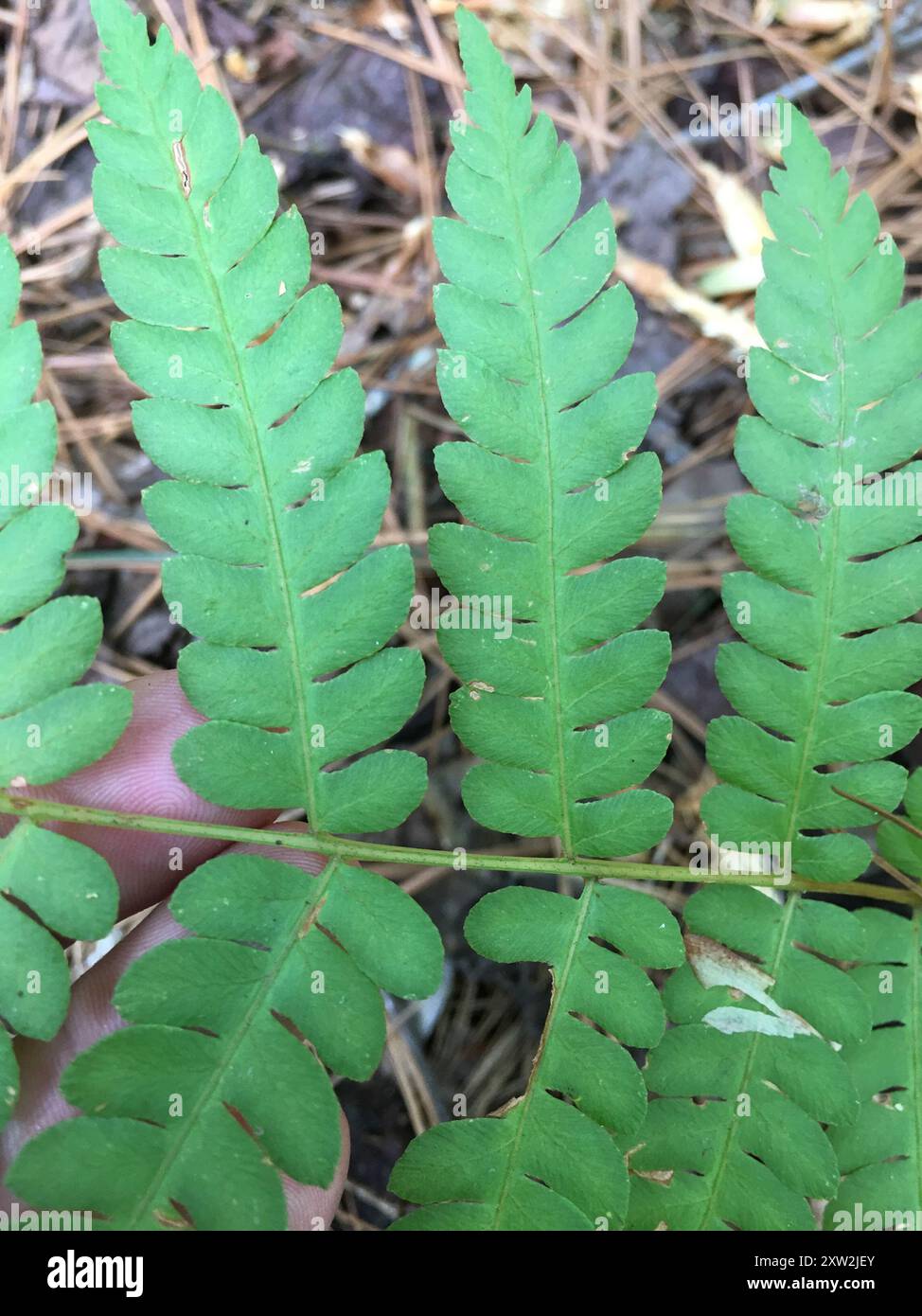 cinnamon fern (Osmundastrum cinnamomeum) Plantae Stock Photo - Alamy