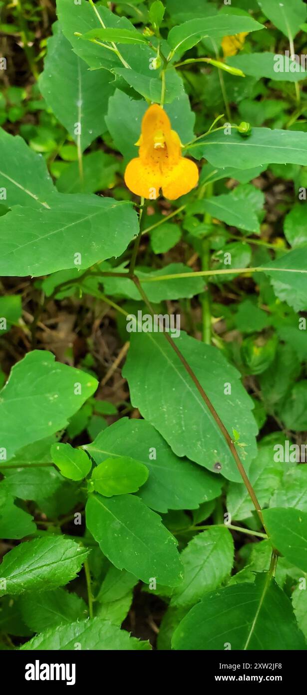 common jewelweed (Impatiens capensis) Plantae Stock Photo - Alamy