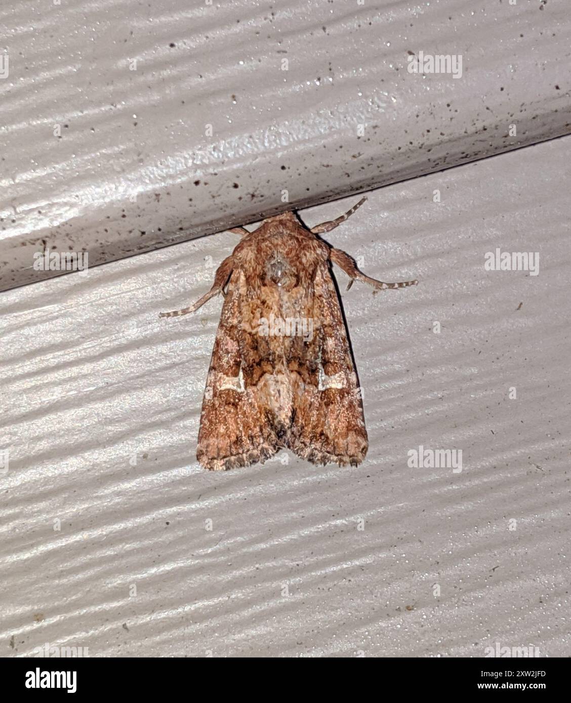 Cutworms and Dart Moths (Noctuinae) Insecta Stock Photo - Alamy