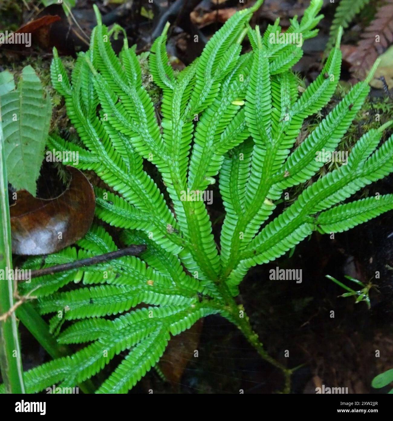 spikemosses (Selaginella) Plantae Stock Photo - Alamy