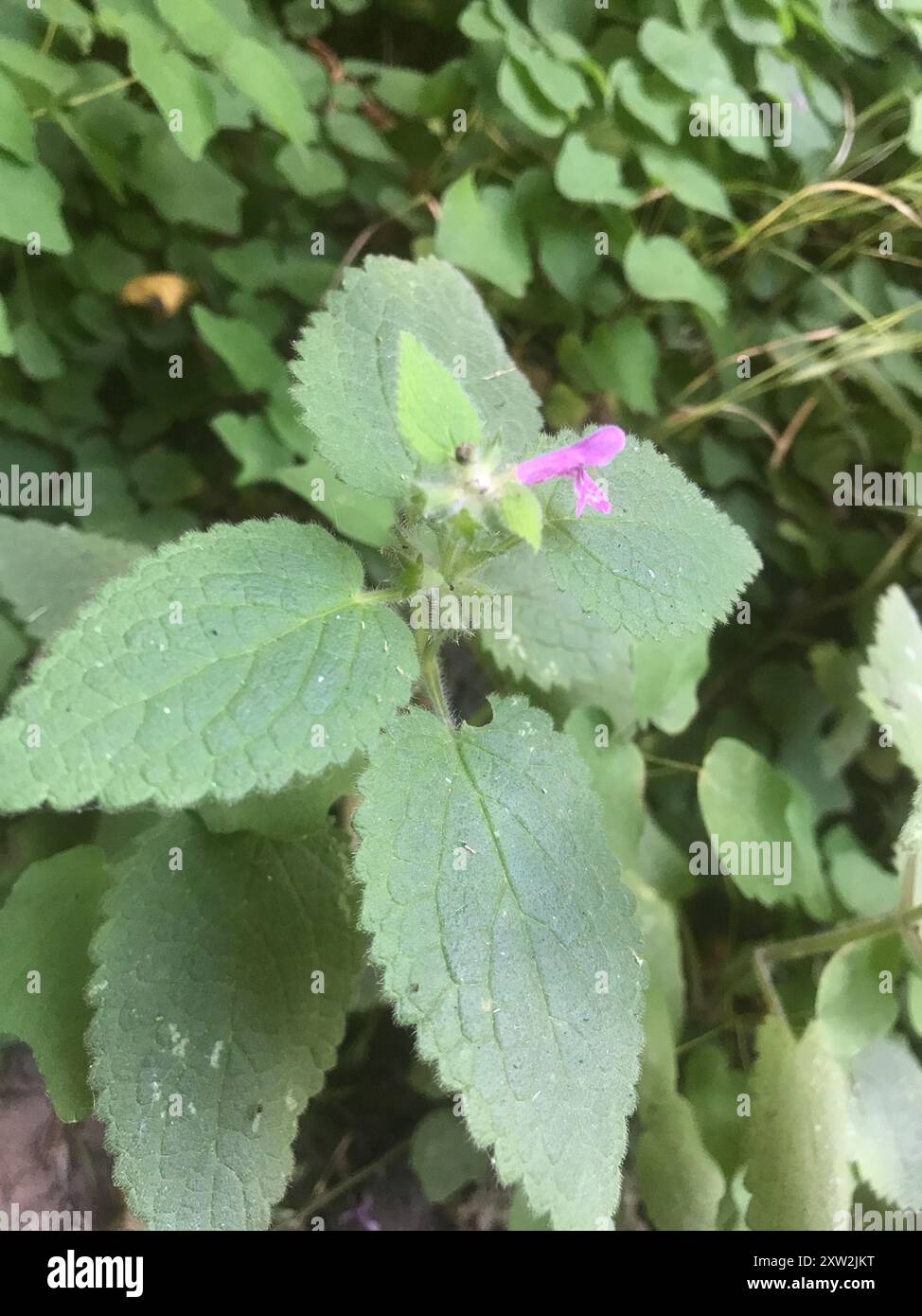 Coastal Hedge-nettle (Stachys chamissonis) Plantae Stock Photo - Alamy