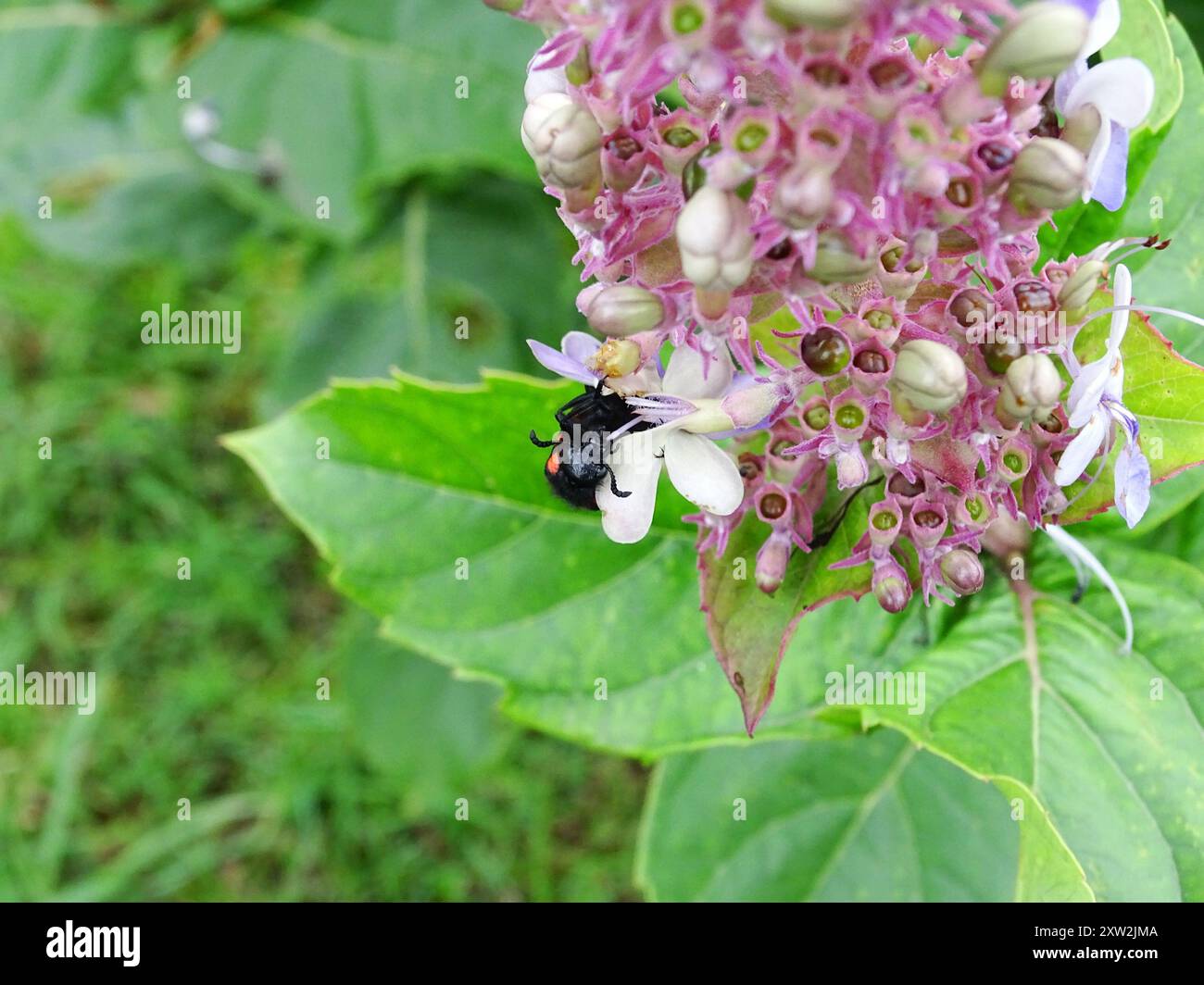 Blue Fountain Bush (Rotheca serrata) Plantae Stock Photo - Alamy