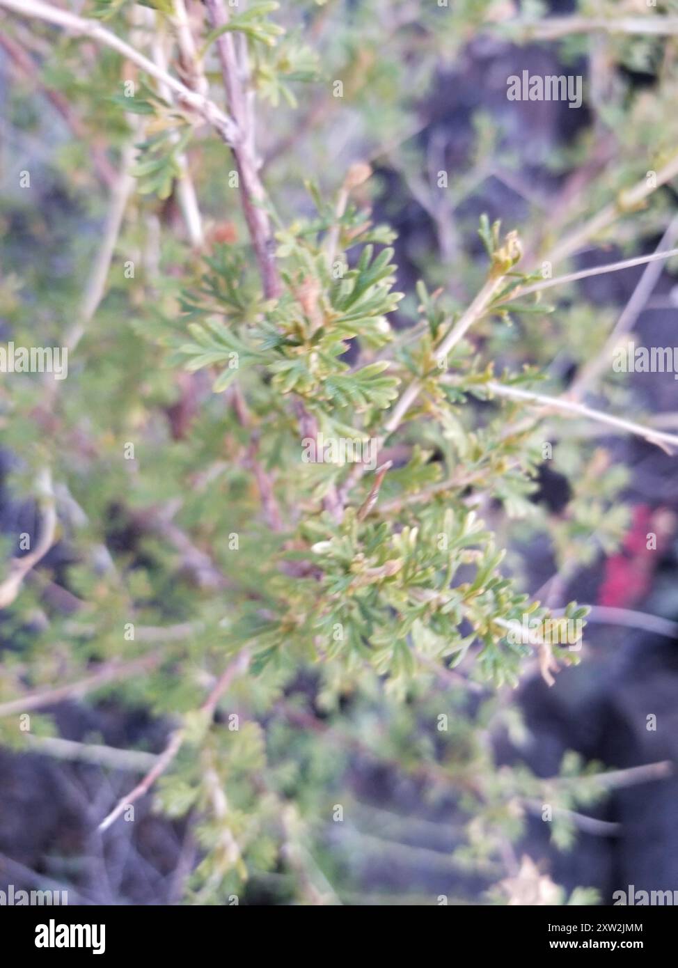 Apache plume (Fallugia paradoxa) Plantae Stock Photo - Alamy