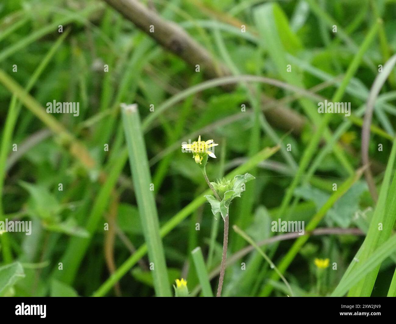 straggler daisy (Calyptocarpus vialis) Plantae Stock Photo - Alamy